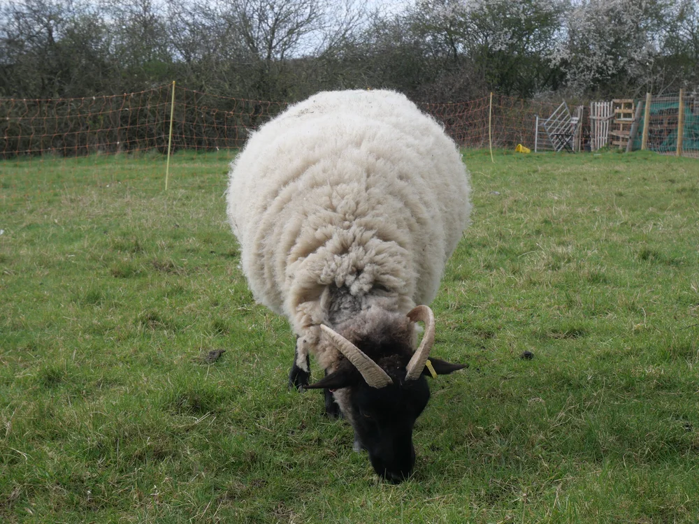 HOW TO TELL IF YOUR SHEEP IS PREGNANT — Brimwood Farm
