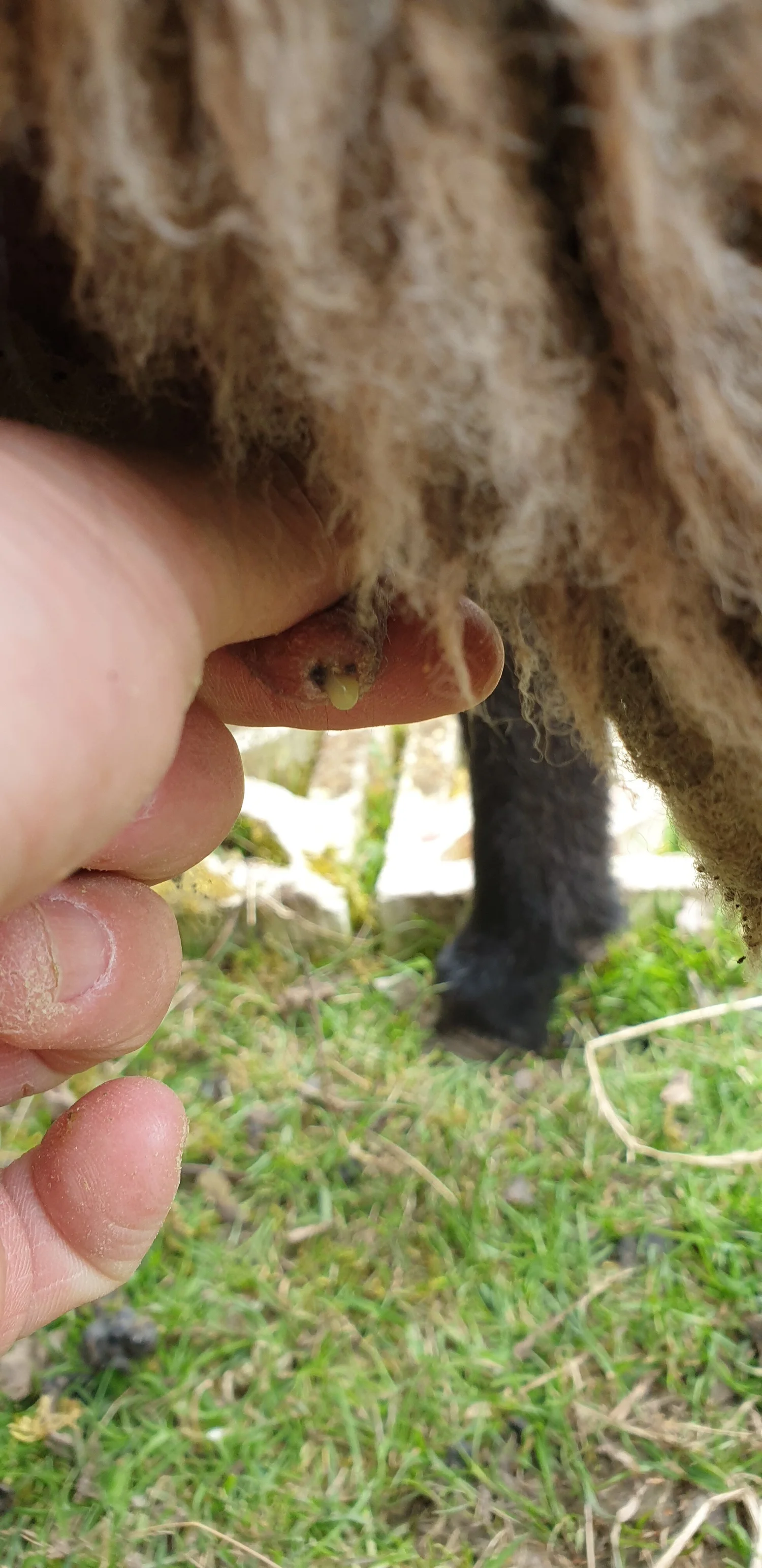 HOW TO TELL IF YOUR SHEEP IS PREGNANT — Brimwood Farm