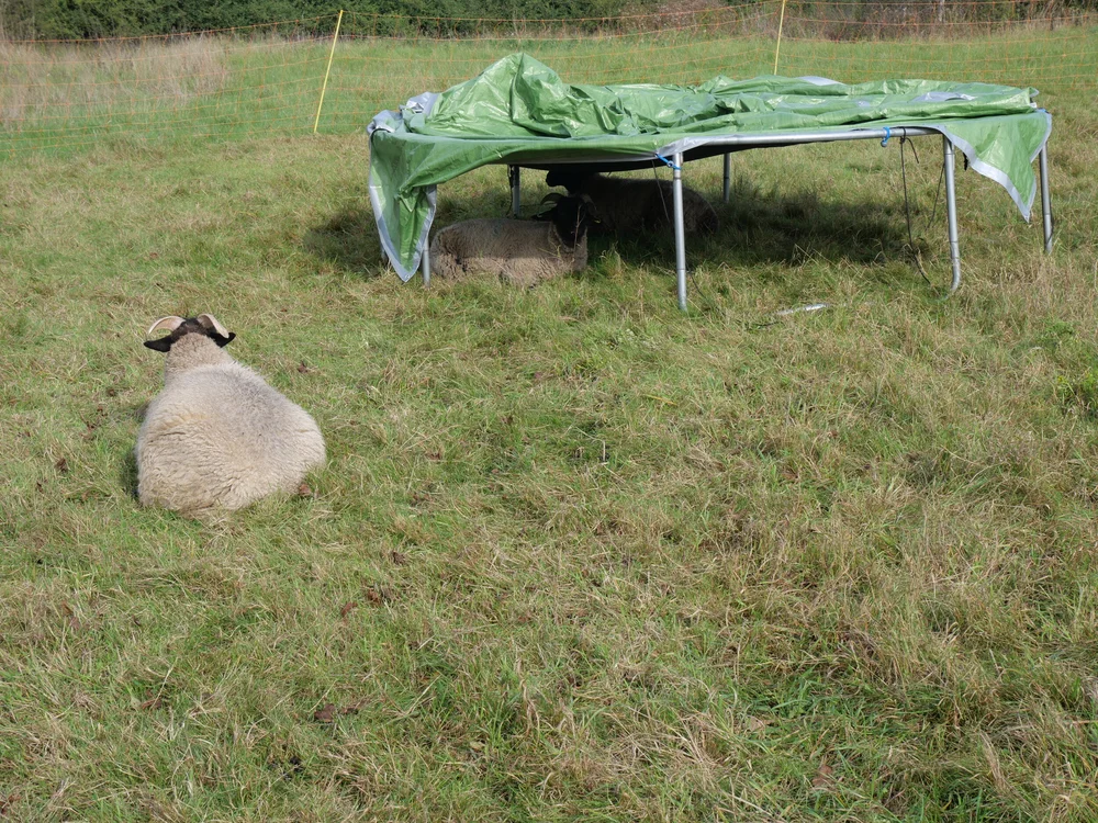 HOW TO KEEP SHEEP COOL IN SUMMER — Brimwood Farm