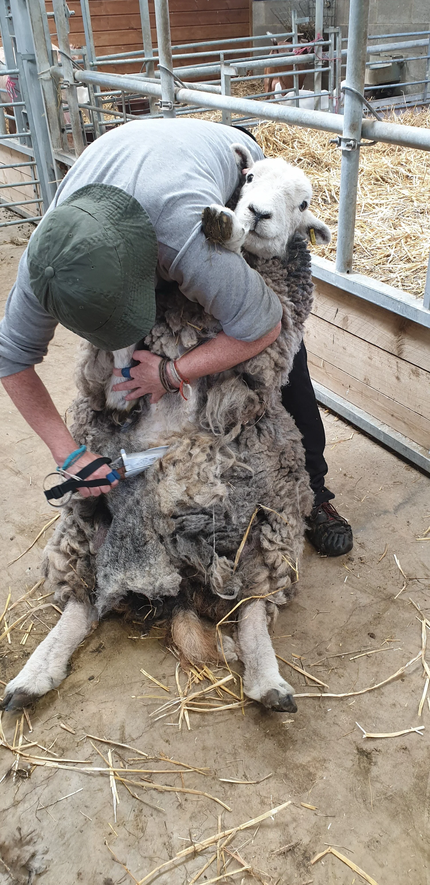 HOW TO KEEP SHEEP COOL IN SUMMER — Brimwood Farm