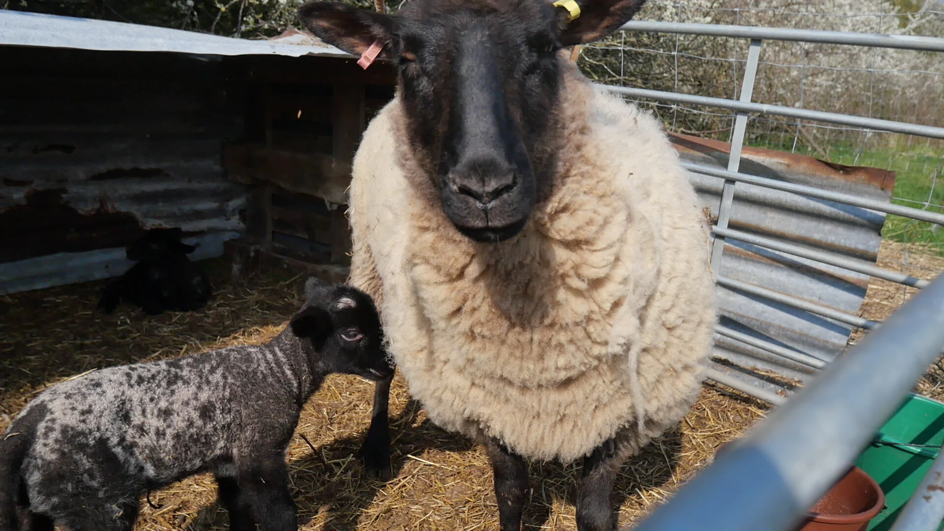 HOW TO KEEP SHEEP COOL IN SUMMER — Brimwood Farm