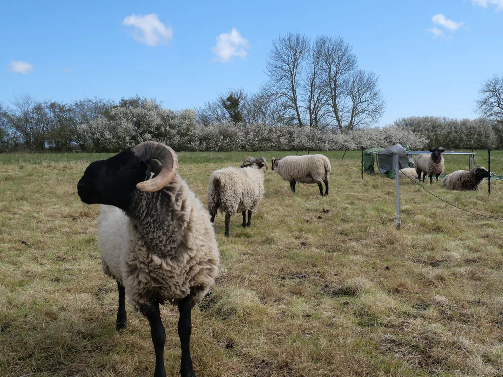 How to Rotational Graze Sheep Cheaply — Brimwood Farm