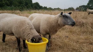 HOW TO MAKE MONEY FROM YOUR SHEEP — Brimwood Farm