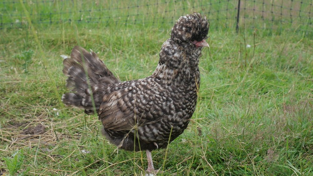 HOW TO TELL IF CHICKENS ARE TOO COLD — Brimwood Farm