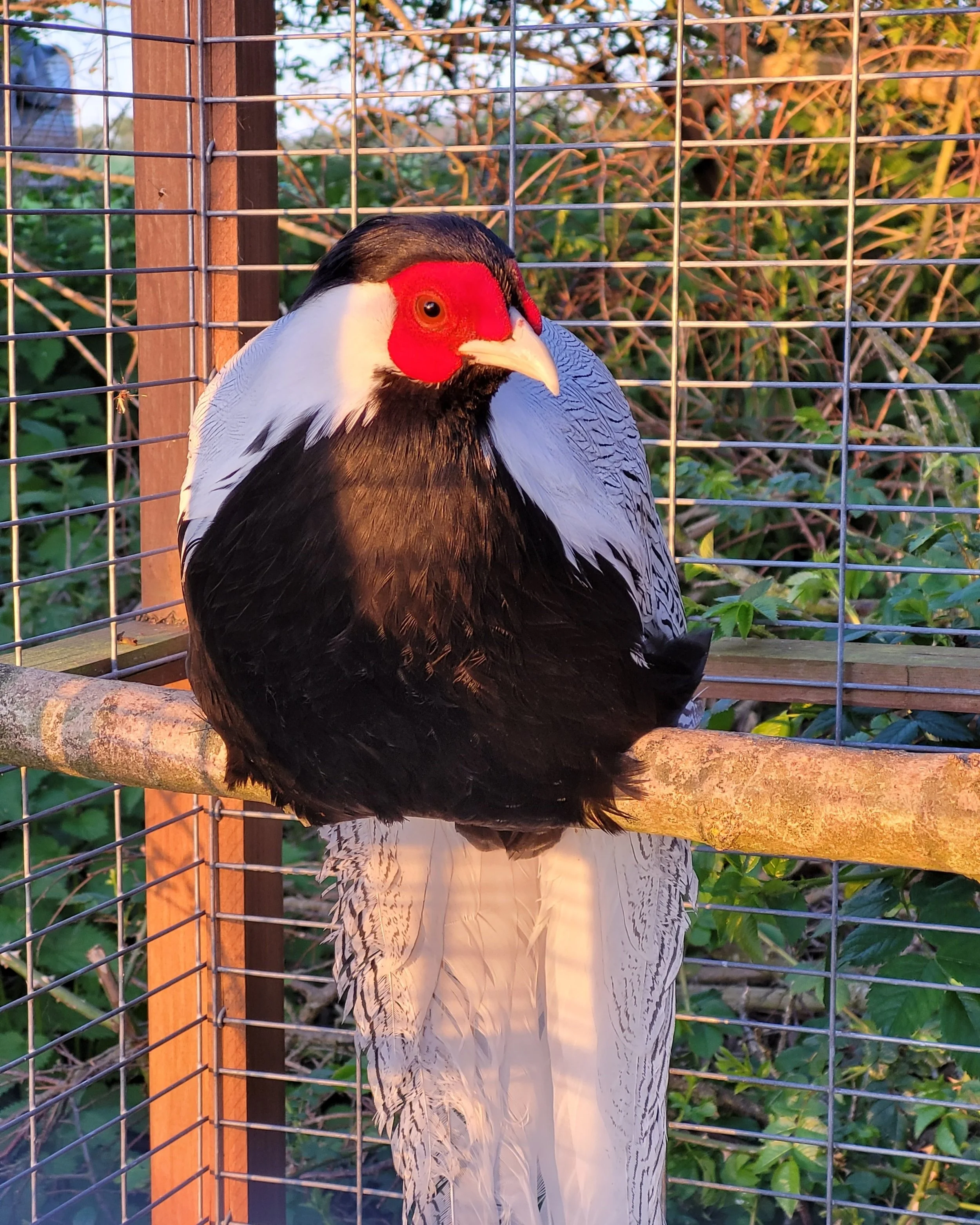 Do Pheasants Make Good Pets? — Brimwood Farm