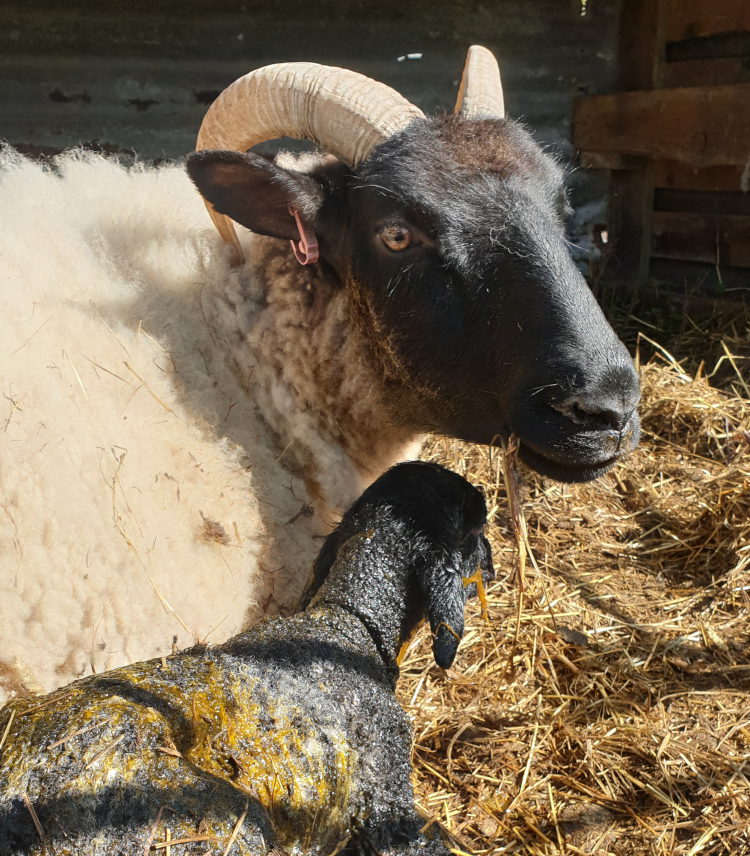 HOW TO TELL IF YOUR SHEEP IS IN LABOR — Brimwood Farm