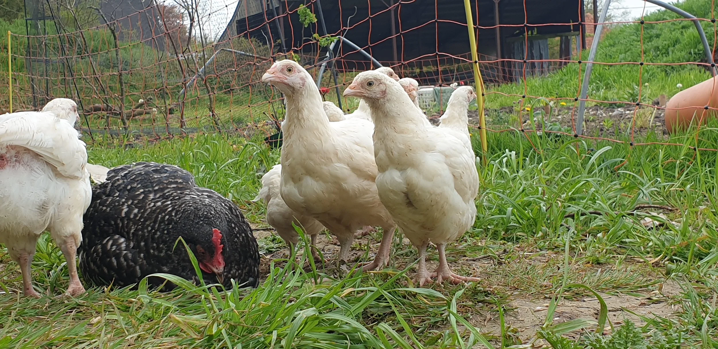 HOW TO TELL IF CHICKENS ARE TOO COLD — Brimwood Farm