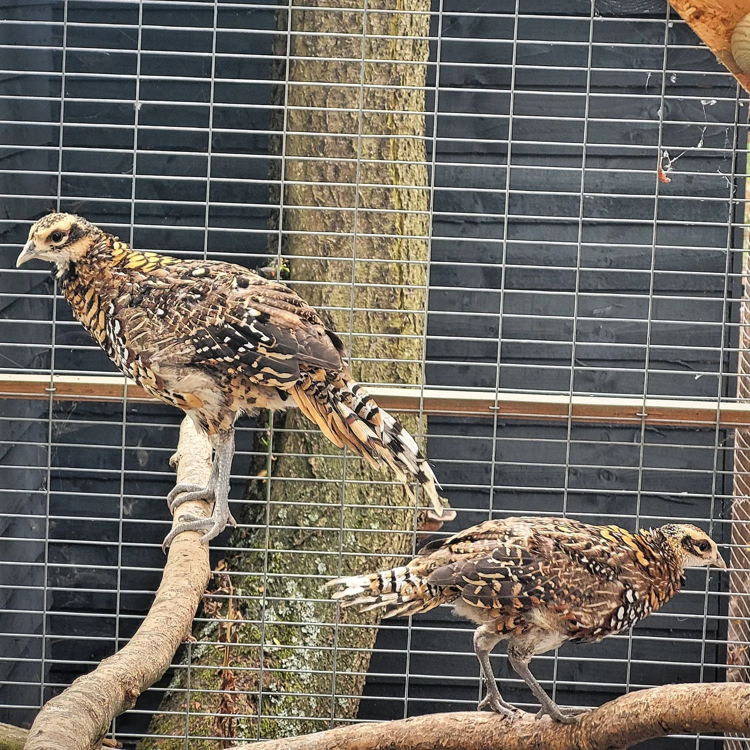 Do Pheasants Make Good Pets? — Brimwood Farm