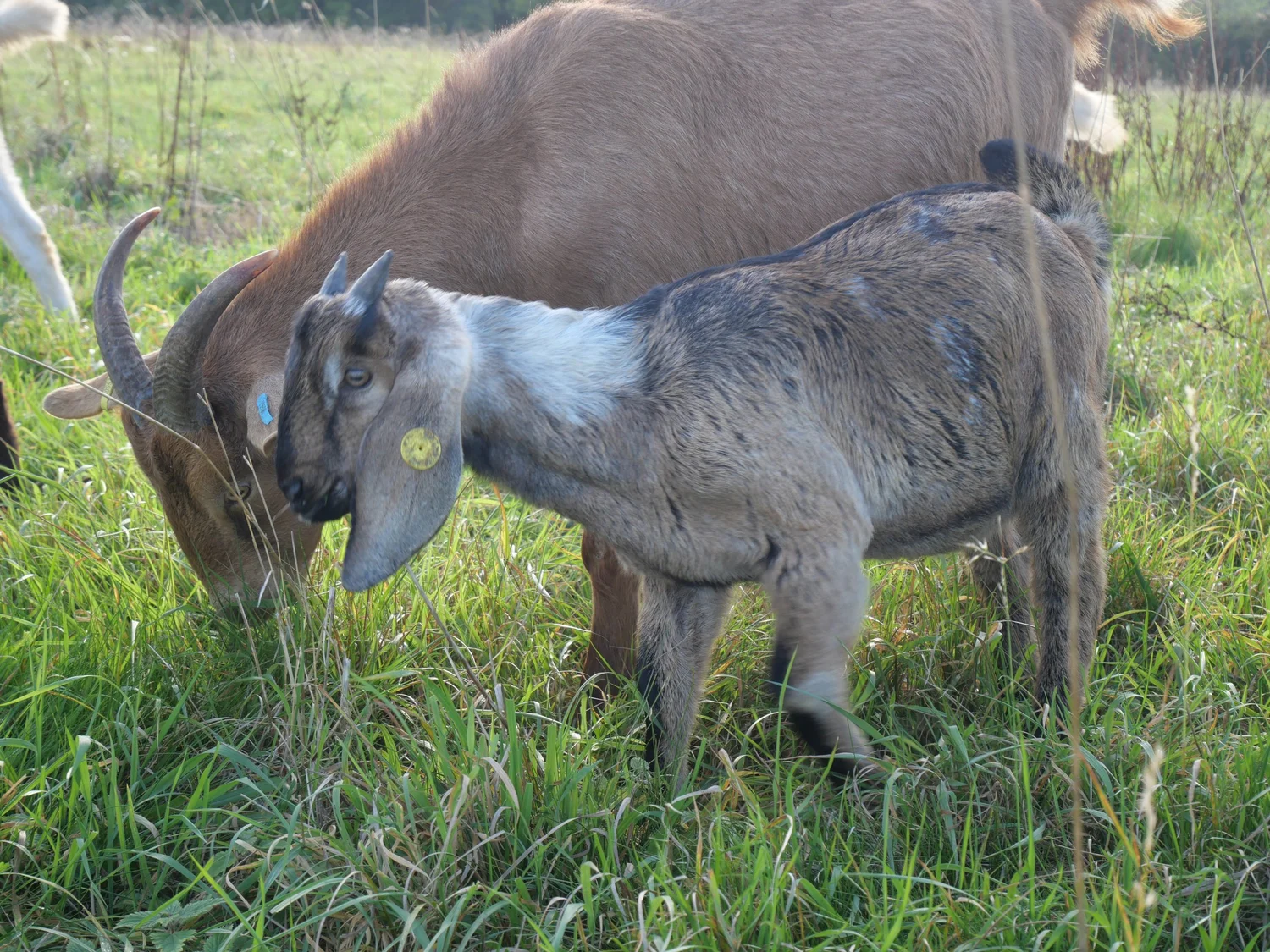 HOW TO TELL IF YOUR GOAT IS PREGNANT — Brimwood Farm