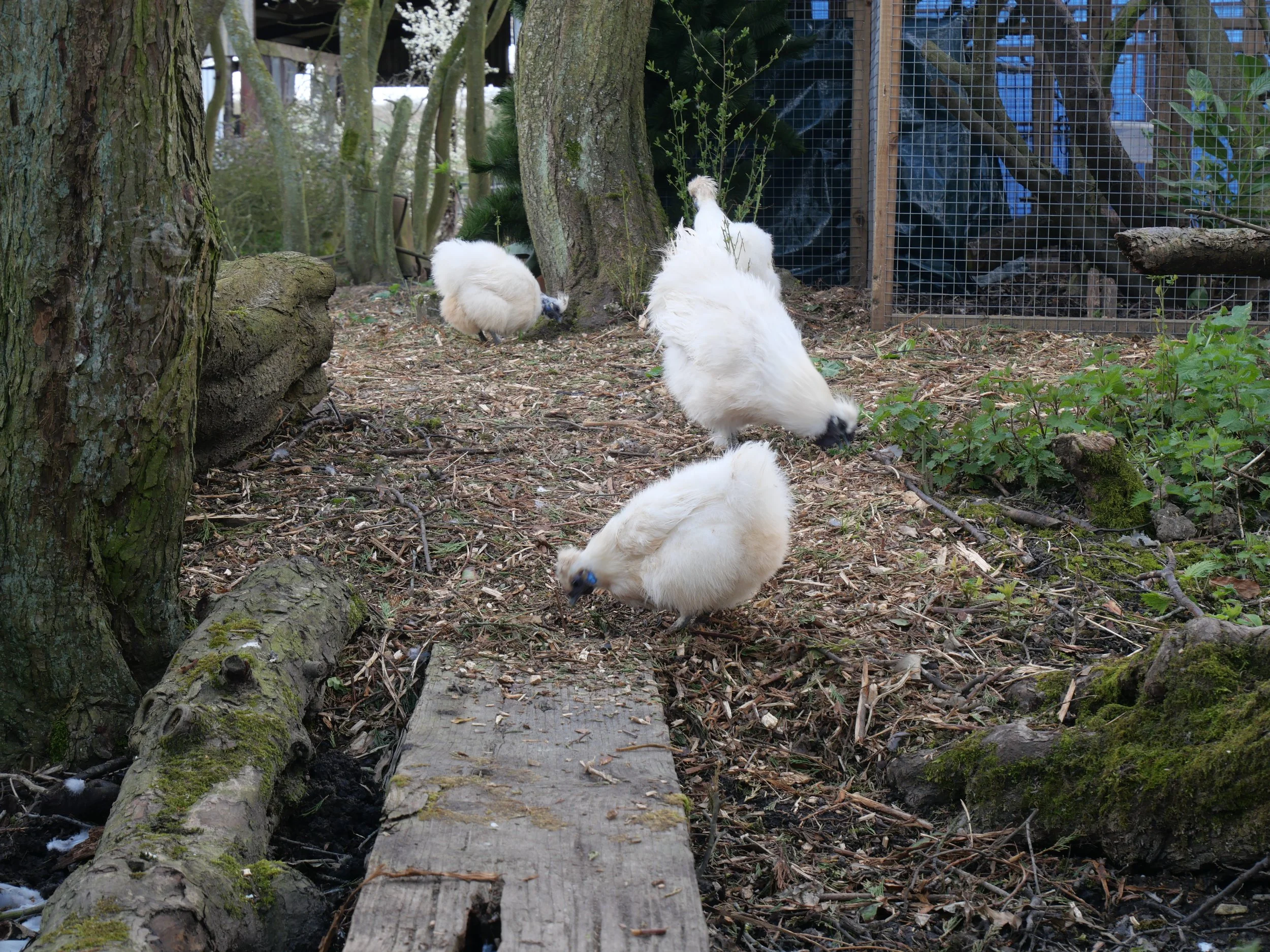 How to Raise Silkie Chicks — Brimwood Farm