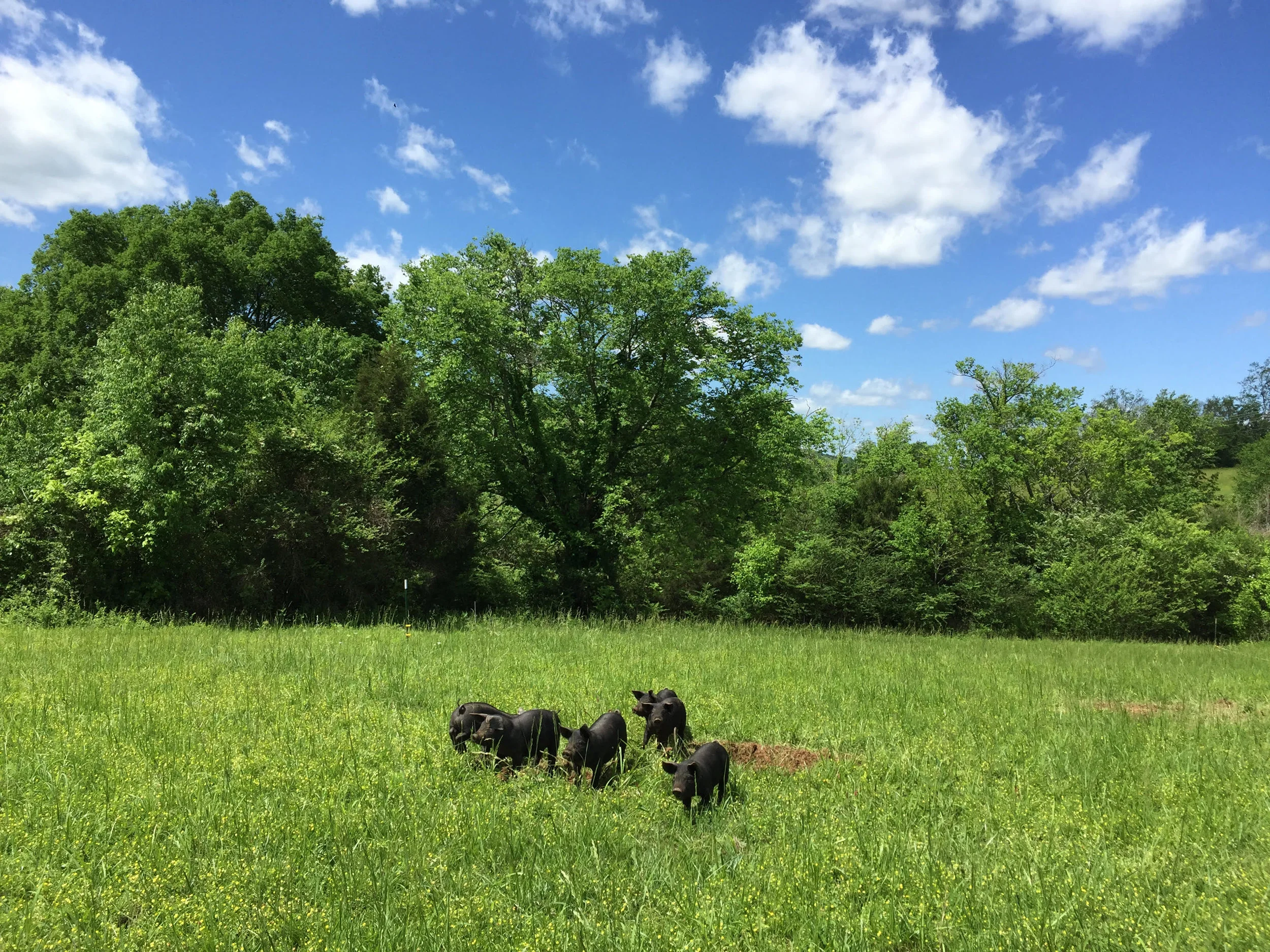 About Us — Kindred Farm