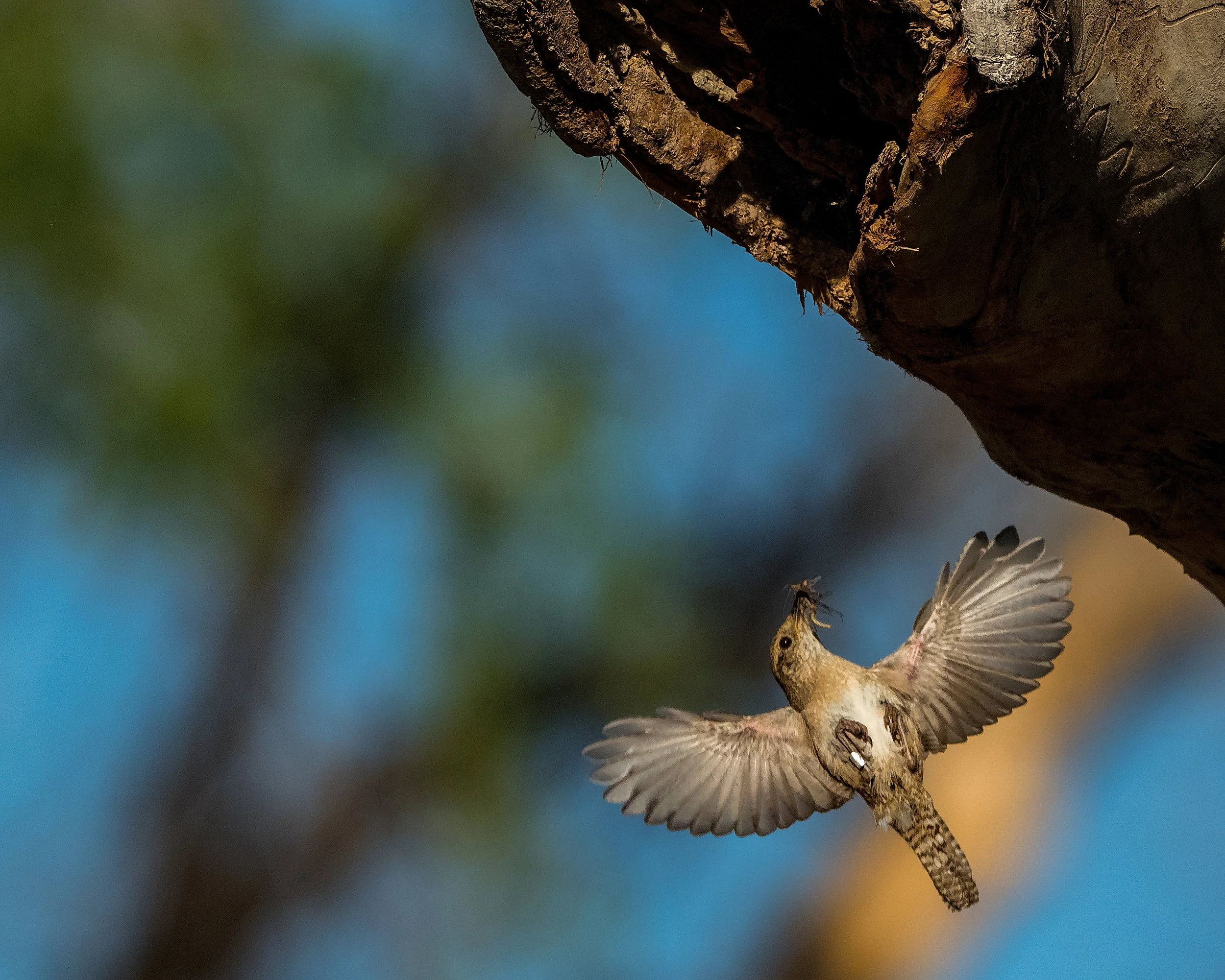 Wren In Flight
