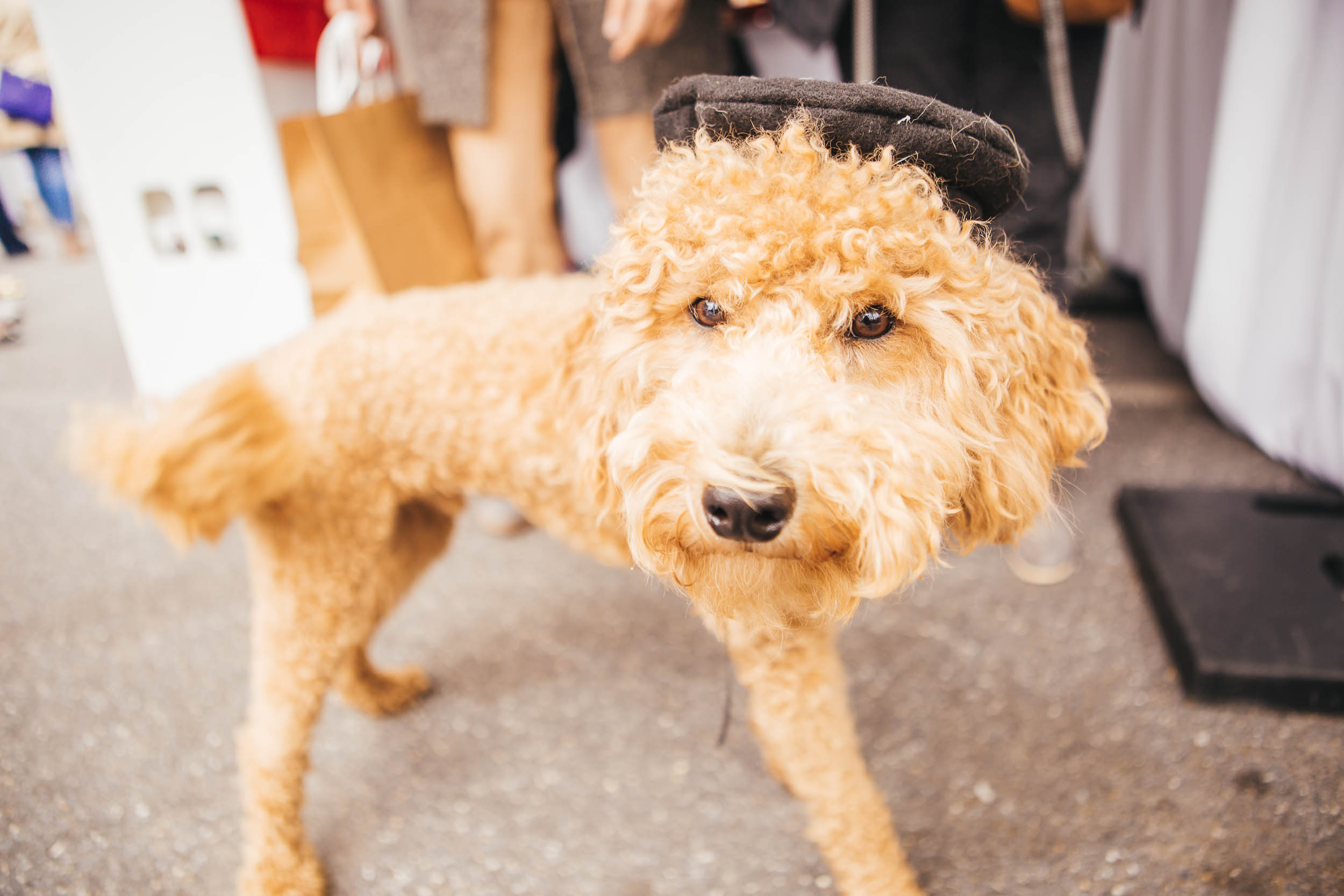 Photos — Georgetown French Market