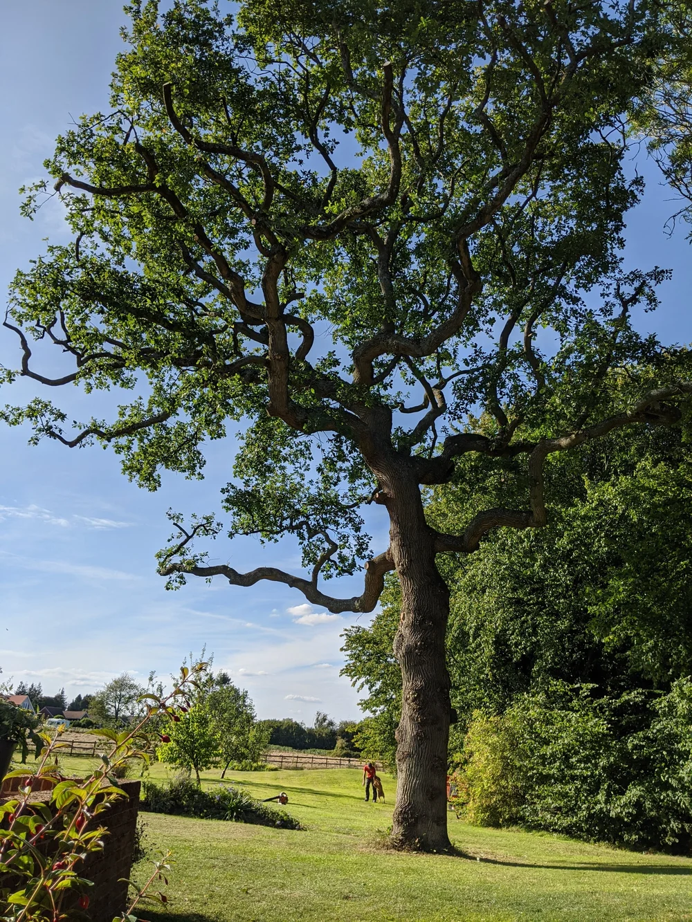 The Kent Tree Company - Professional Tree Surgeon