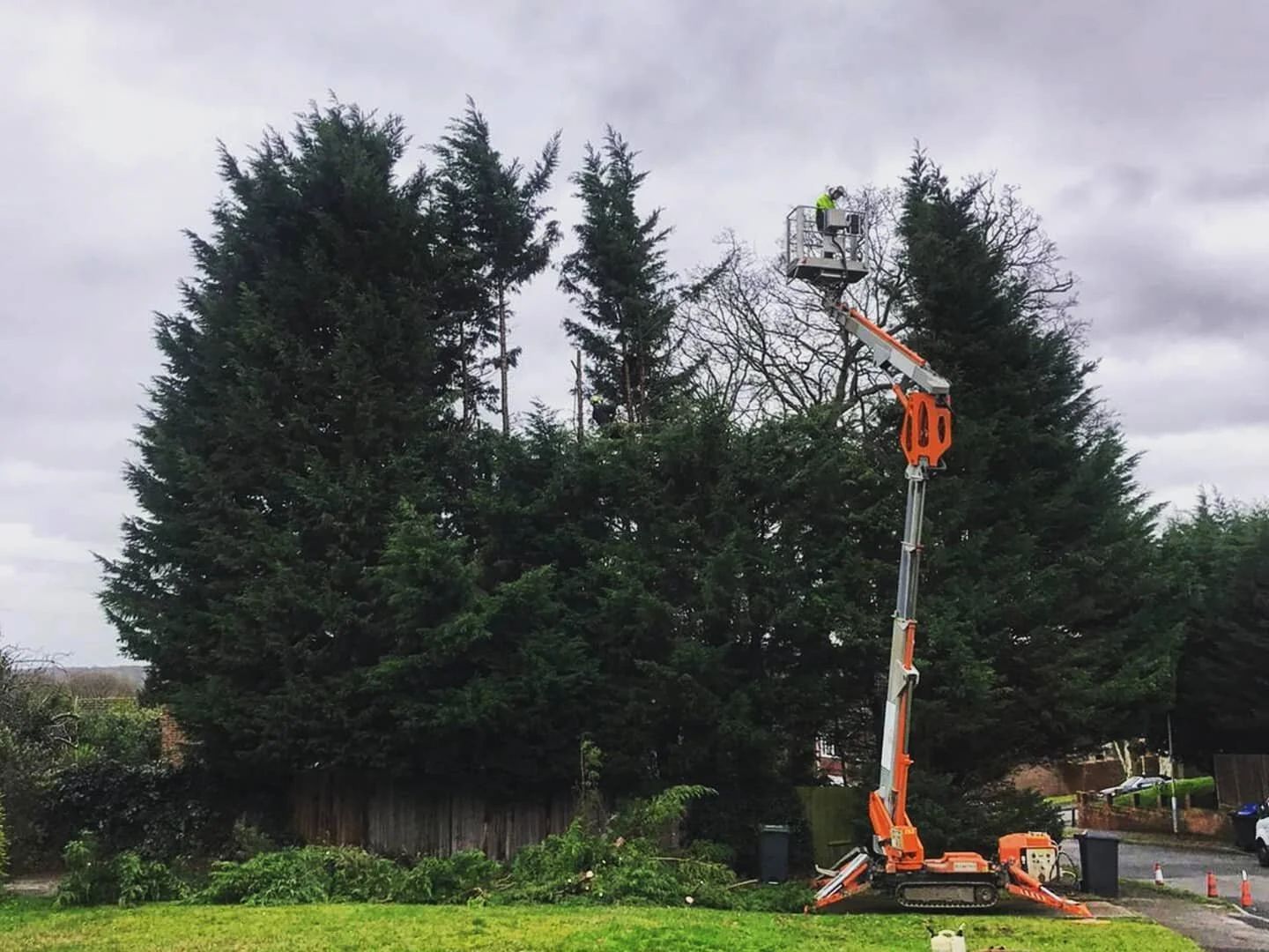 Gallery — The Kent Tree Company