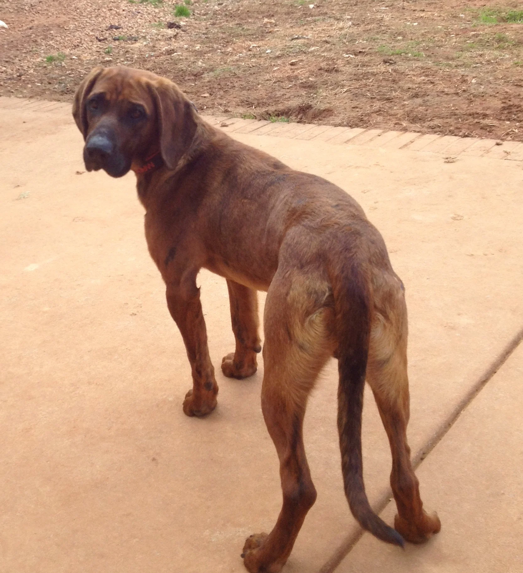 What Is The Breed Of Hanover Hound