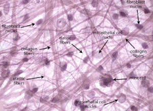A Balanced Body Cellulite, Fascia and the Lymphatic System