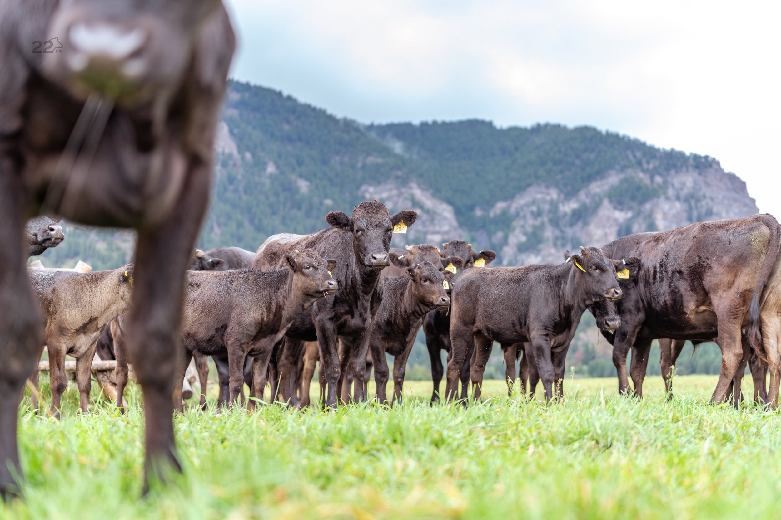 Female Waiting List — 22 Wagyu