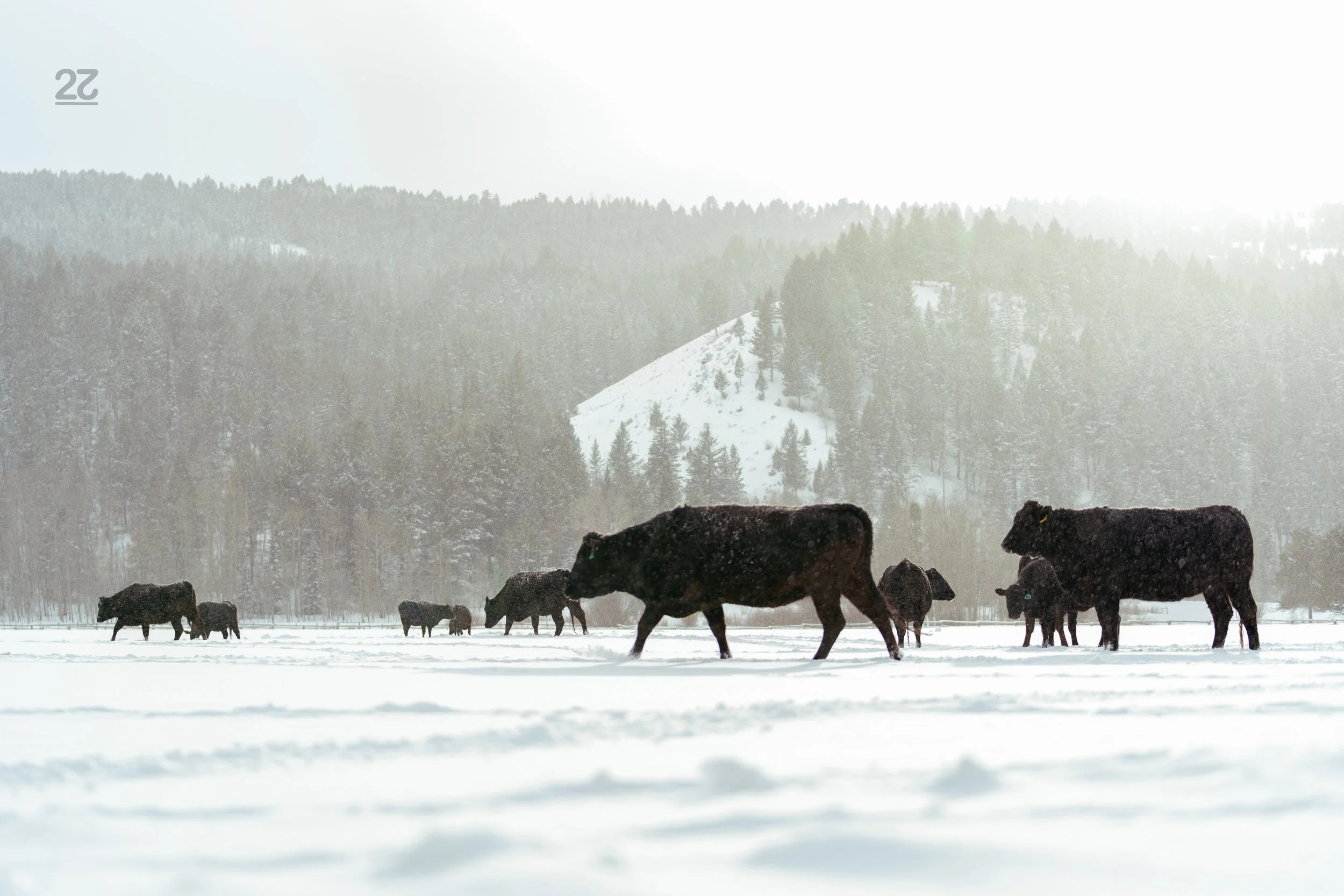 About Us — 22 Wagyu