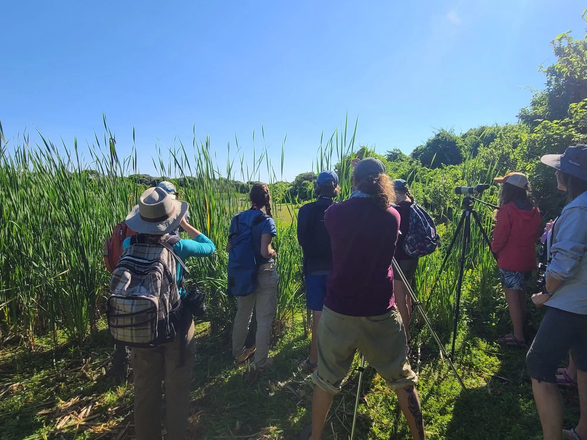 Stratton Island Trip Report - July 9, 2022 — Maine Young Birders Club