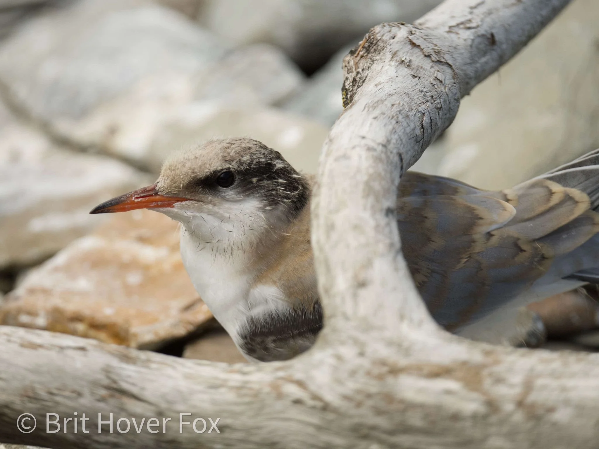 Stratton Island Trip Report - July 7, 2024 — Maine Young Birders Club