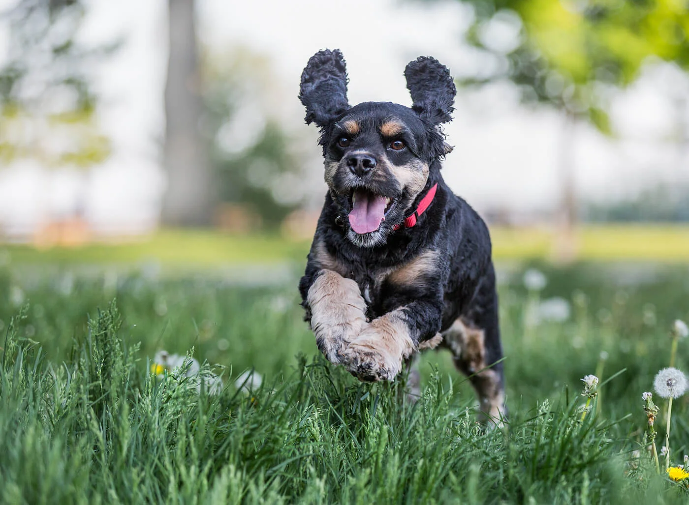 Photographing dogs at play | Toronto dog photographer