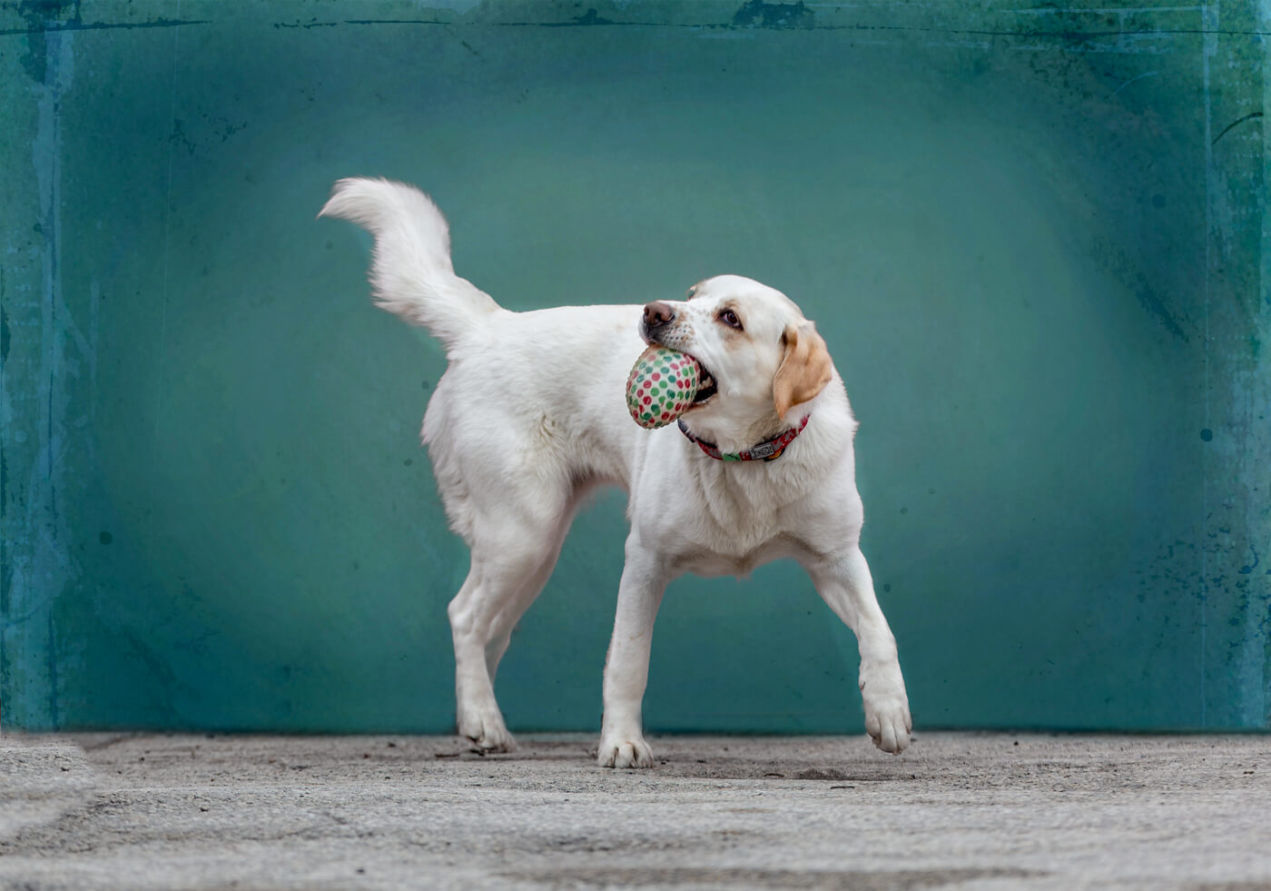 Photographing dogs at play | Toronto dog photographer