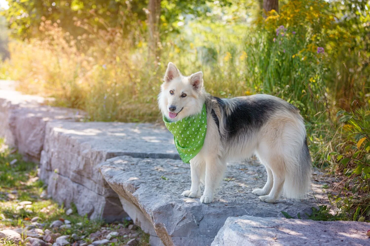 Natural Light Pet Photography