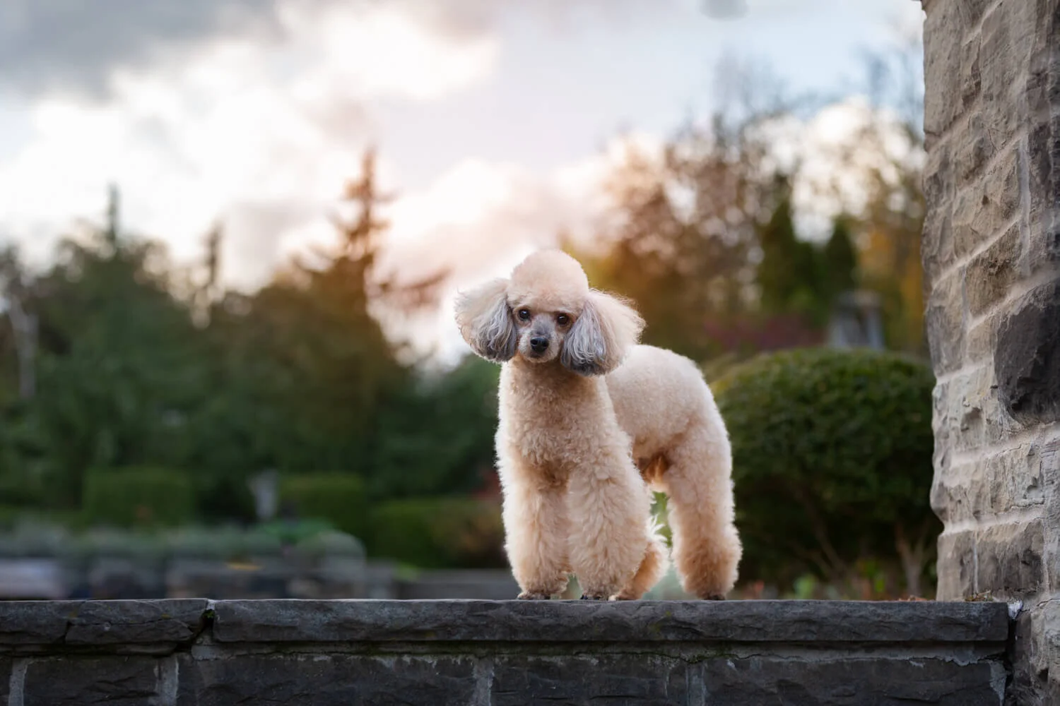 One of my favourite locations for dog photography in Toronto