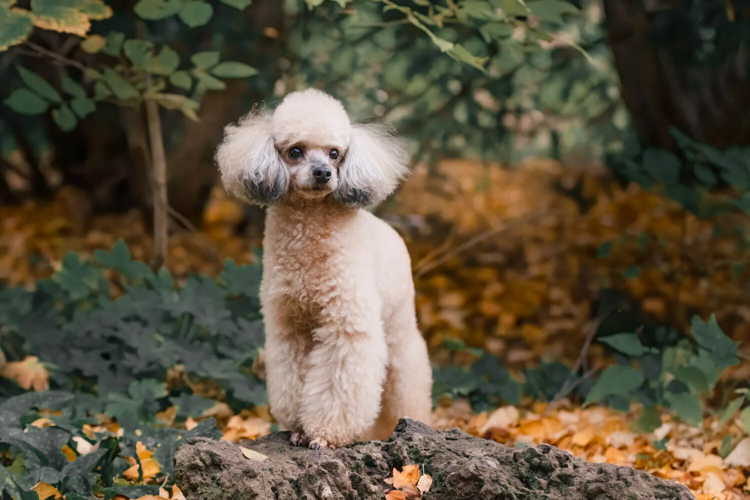 One of my favourite locations for dog photography in Toronto