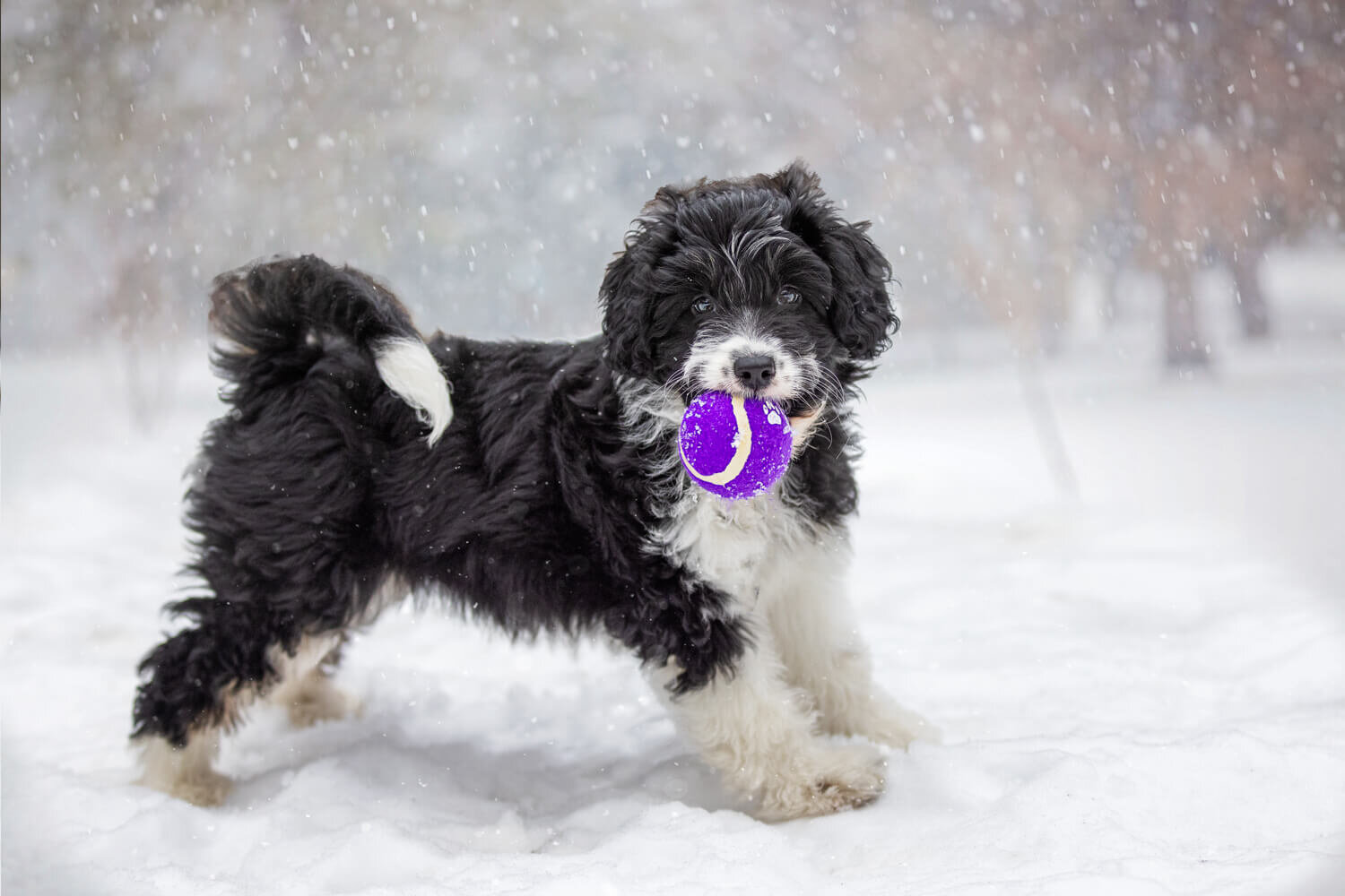 Dogs in Snow and Winter Photo Sessions