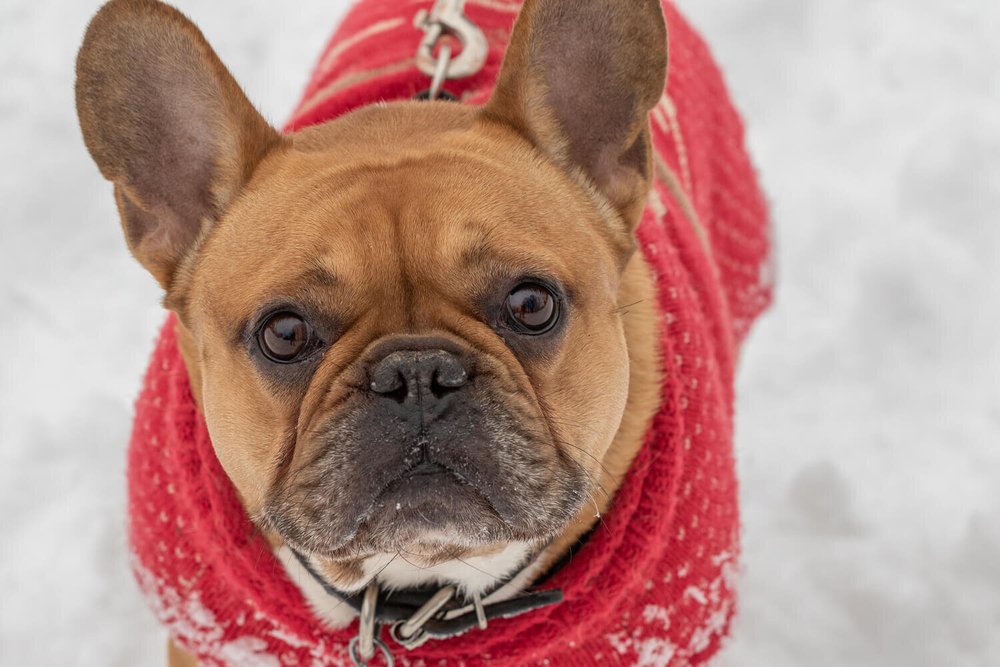 9 Must-Have Dog Photo Ideas