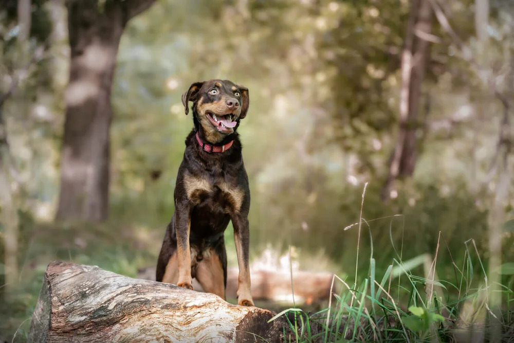 Framing Photography Examples Animals