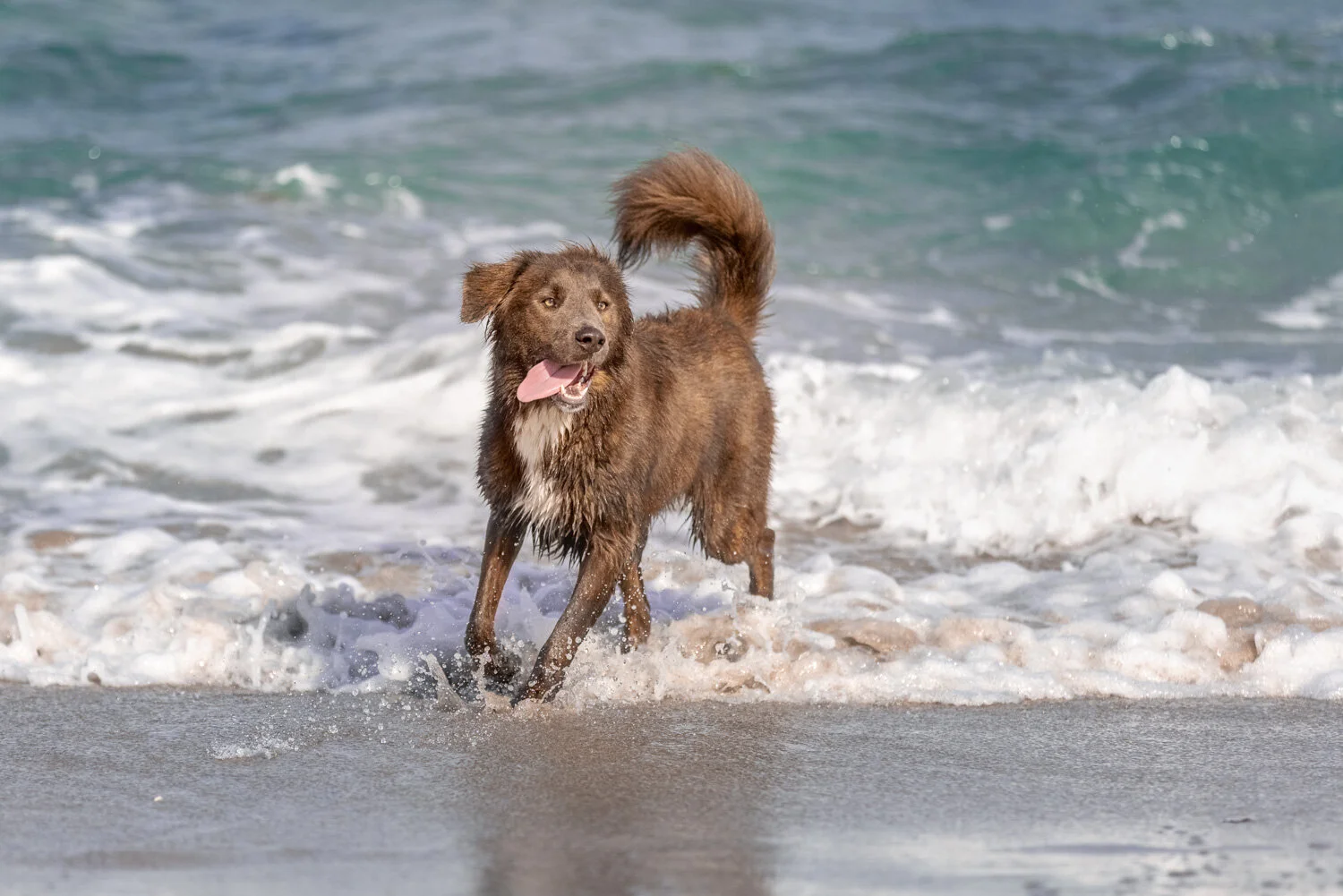 7 Happiness lessons to learn from dogs