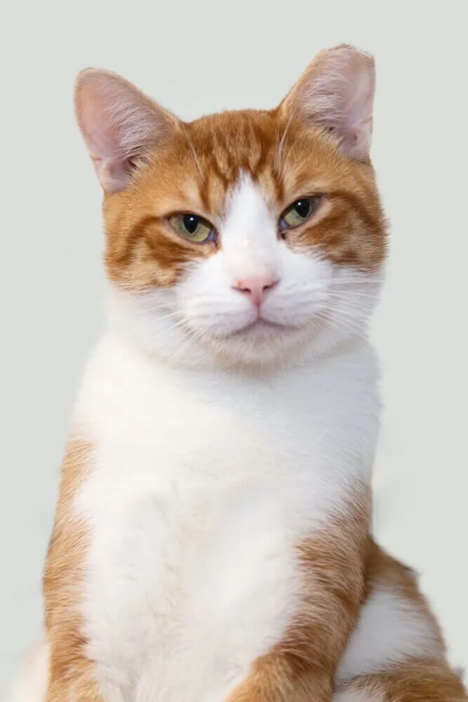 Toronto Professional Cat Photography