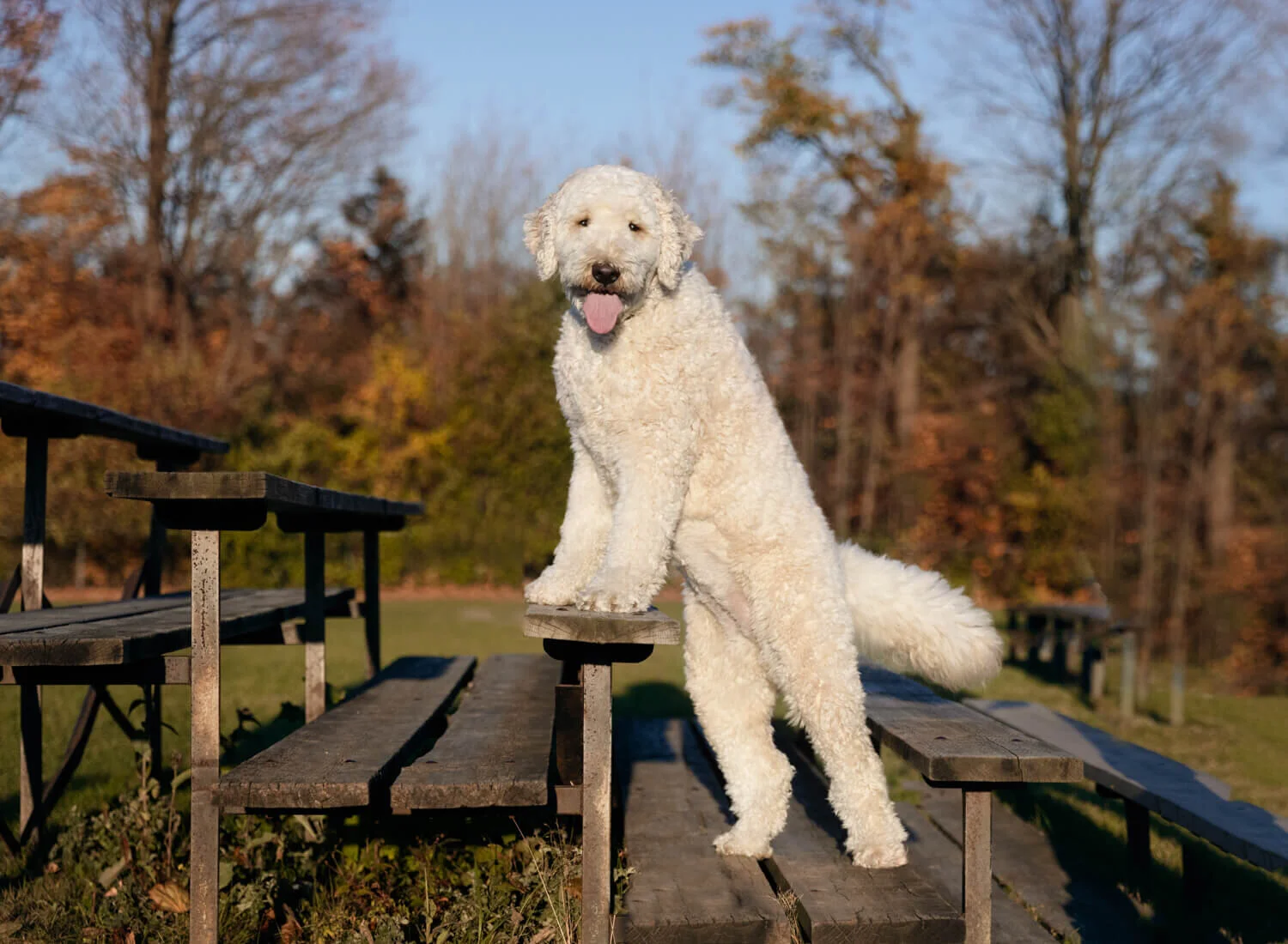 Is a Goldendoodle right for your family?