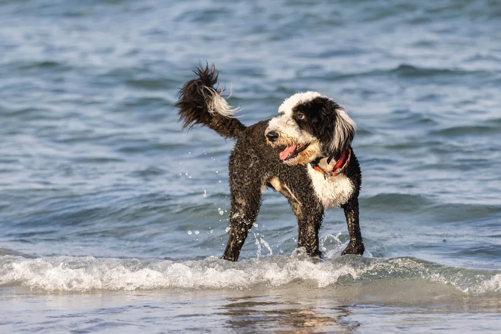 Why Doodle Dogs are not right for everyone