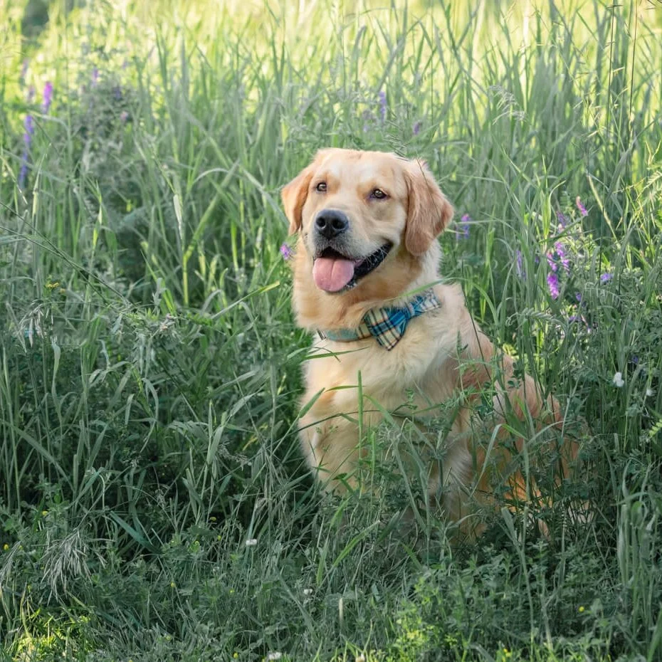 Terri J Photography | Toronto pet and family photographer