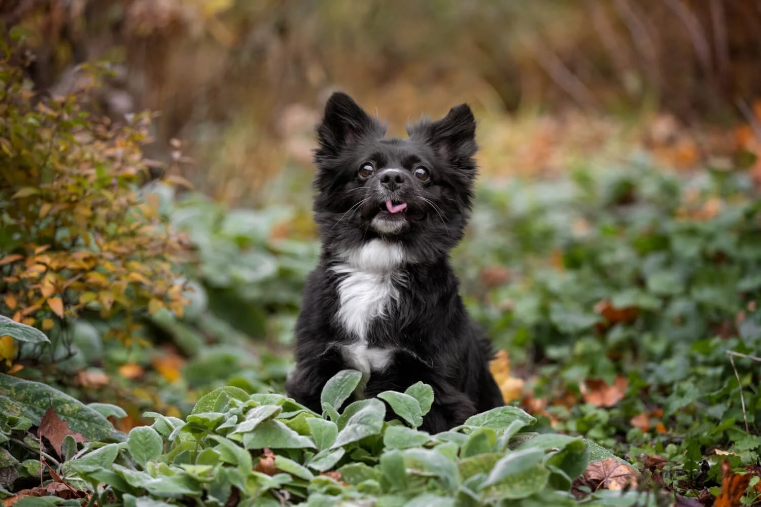 Toronto Dog Photographers Blog