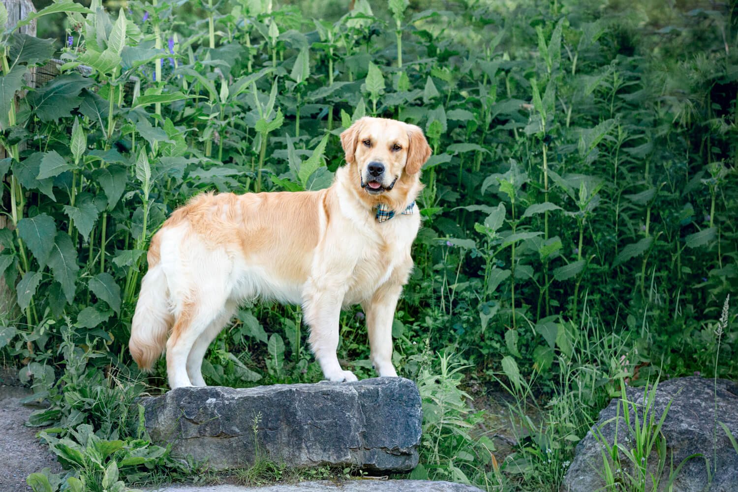 Toronto Dog Photographers Blog