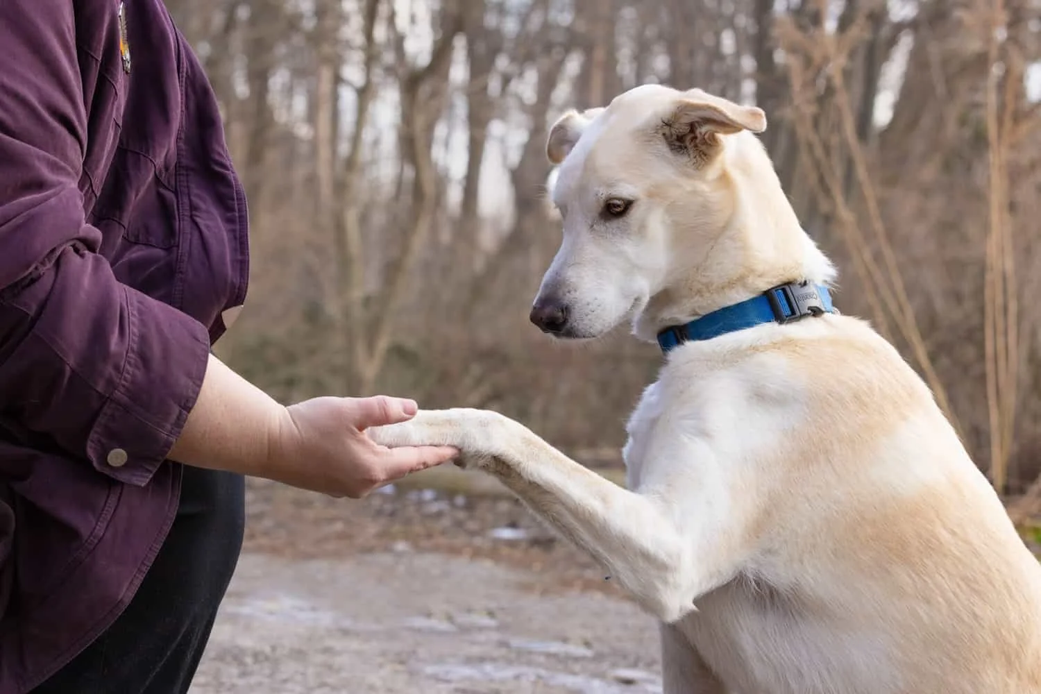 Coping with the loss of a pet and the Rainbow Bridge poem