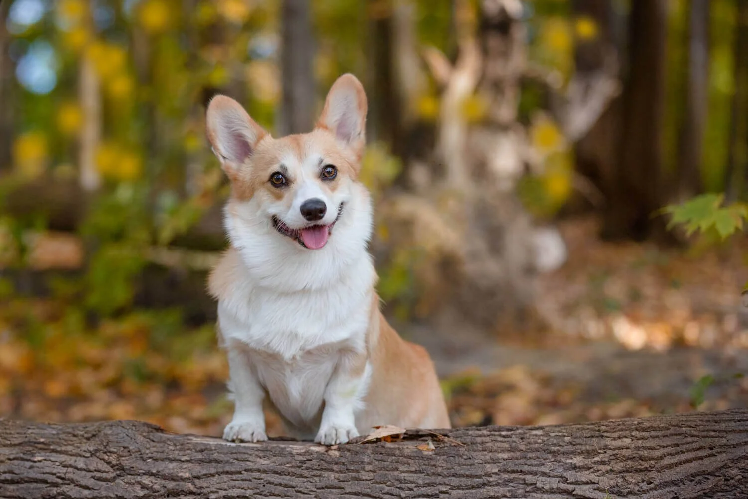 Dog Photos