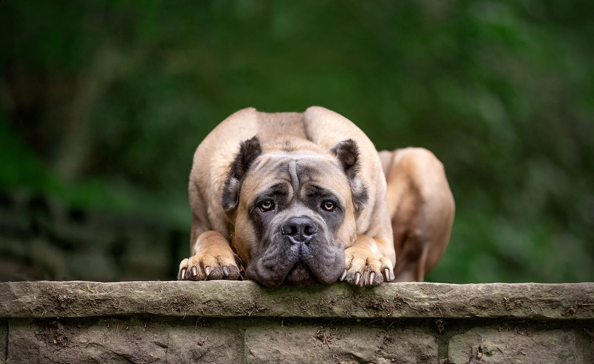 Dog Photos