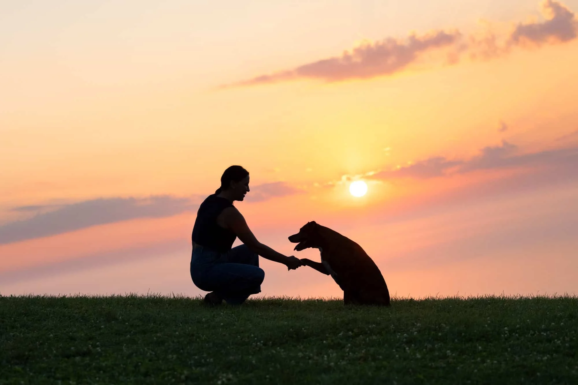 Terri J Photography | Toronto pet and family photographer