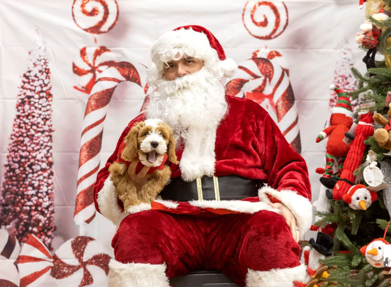 9 Tips for Pet Photos with Santa