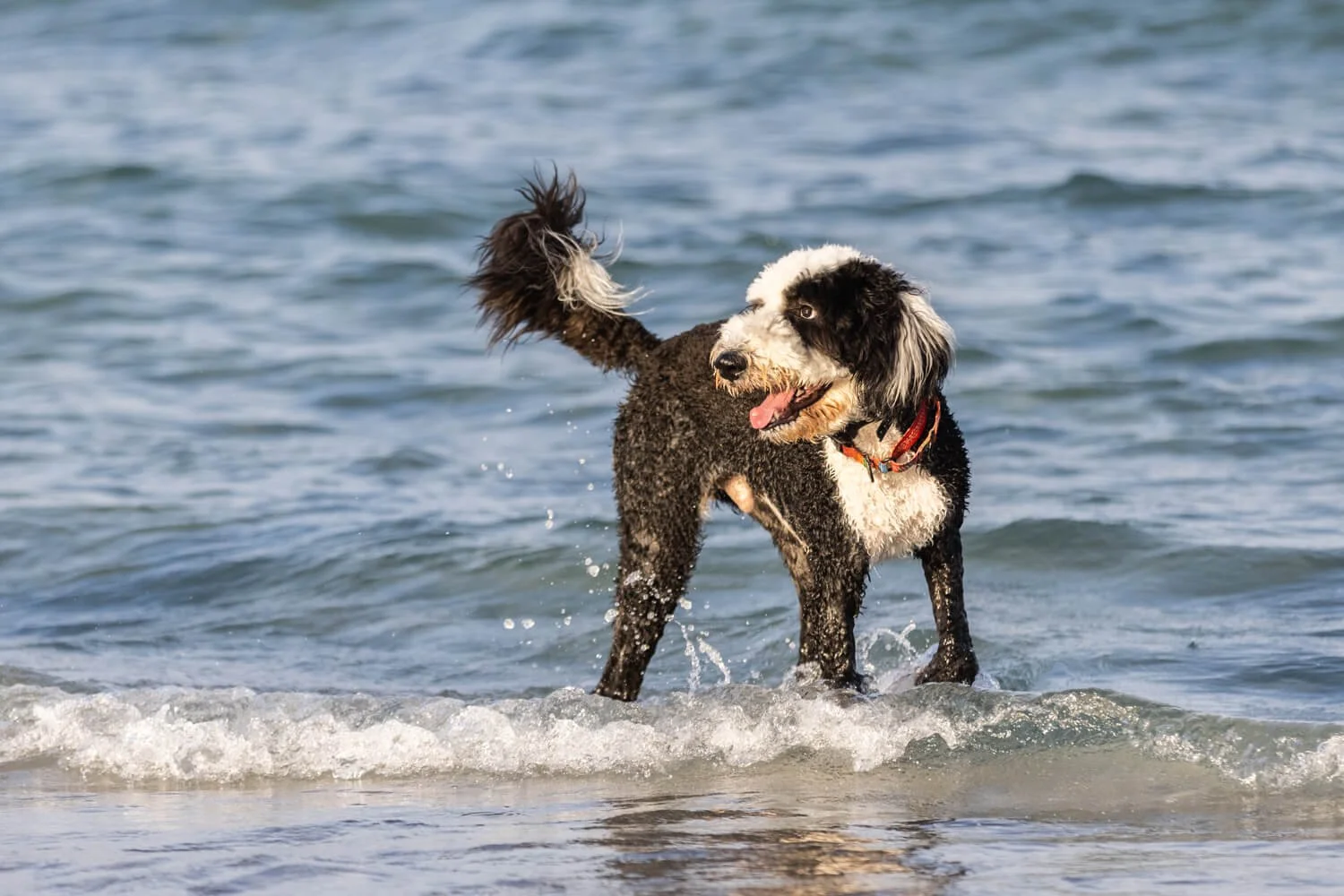 The Beaches: Toronto's Ultimate dog-friendly haven