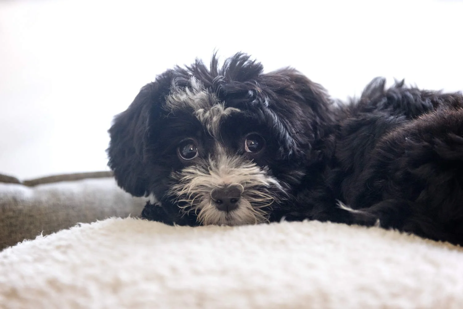 From Heartbreak to Puppy Love. Welcoming joy with a new puppy!
