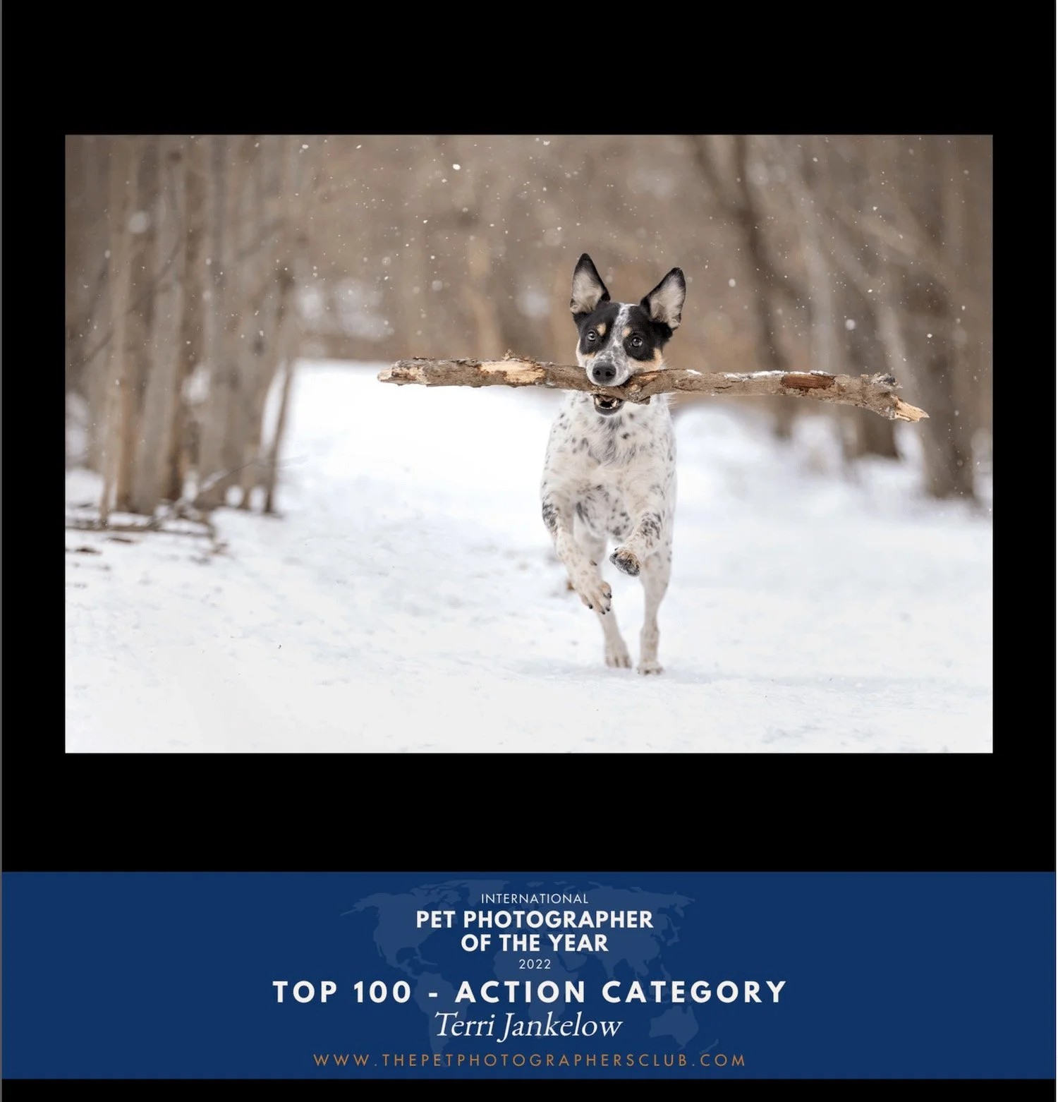 Capturing action shots at a dog portrait session