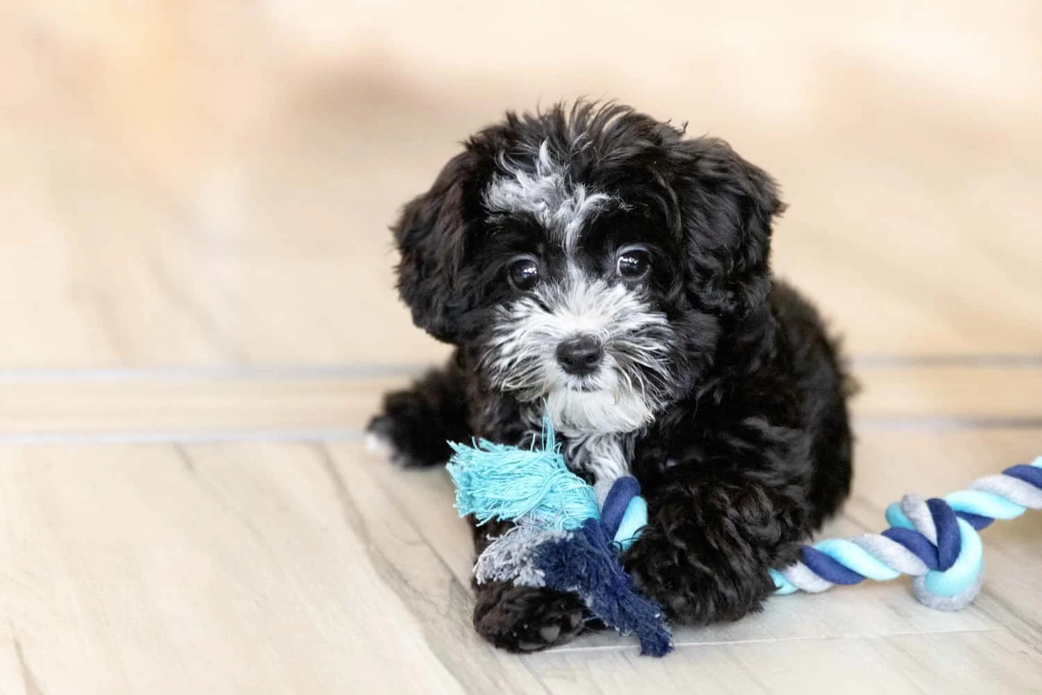 From Heartbreak to Puppy Love. Welcoming joy with a new puppy!