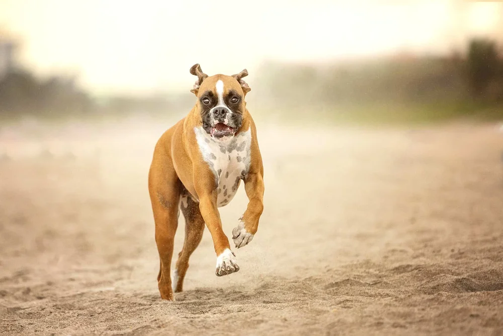 Photographing candid shots of your dog at play during your photoshoot